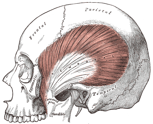 Temporal Bone - Radiologica