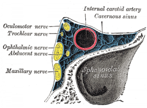 Trigeminal Nerve - Radiologica