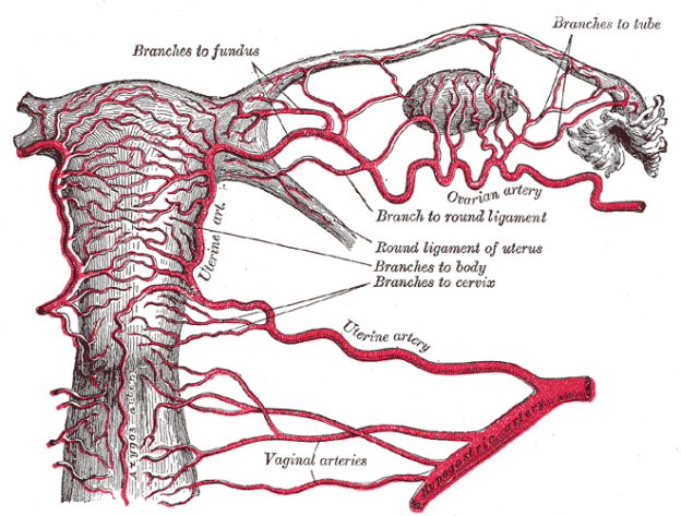 Ovary - Radiologica