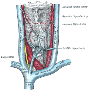 Thyroid Gland - Radiologica