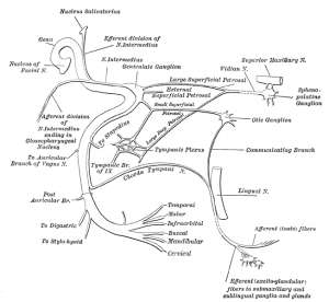Internal Auditory Meatus - Radiologica