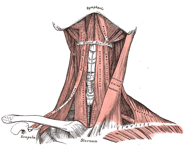 Hyoid Bone - Radiologica