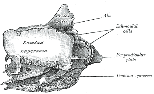 Ethmoid Bone - Radiologica