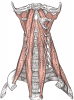 Scalene Muscles - Radiologica