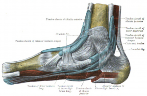 Muscles of the Posterior Compartment of the Leg - Radiologica