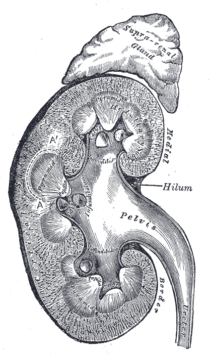 Kidney - Radiologica