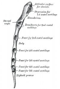 Sternum - Radiologica