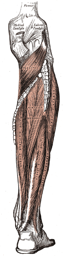 Muscles of the Posterior Compartment of the Leg - Radiologica