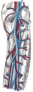 Venous Drainage of the Lower Limb - Radiologica