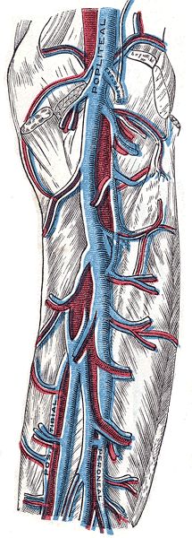 Venous Drainage of the Lower Limb - Radiologica