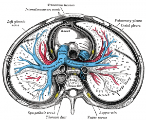 Phrenic Nerve - Radiologica