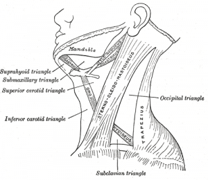 Sternocleidomastoid Muscle - Radiologica